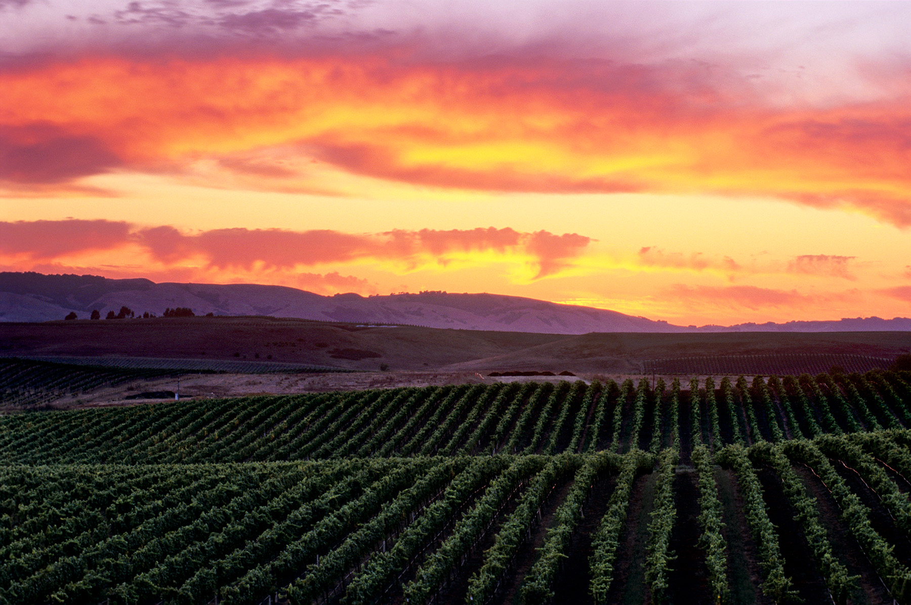 Sunset Wave Over Carneros | Sonoma Valley, CA | Ryan Daffurn Photography