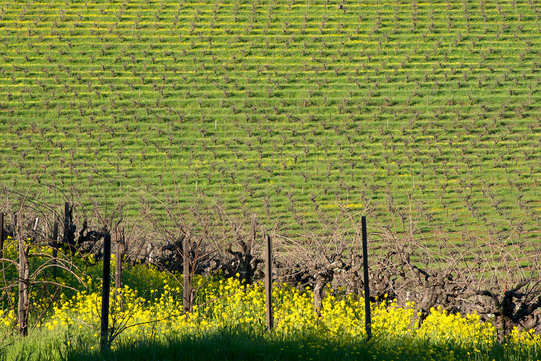 wall-of-vines-in-spring | Sonoma Valley, CA | Ryan Daffurn Photography