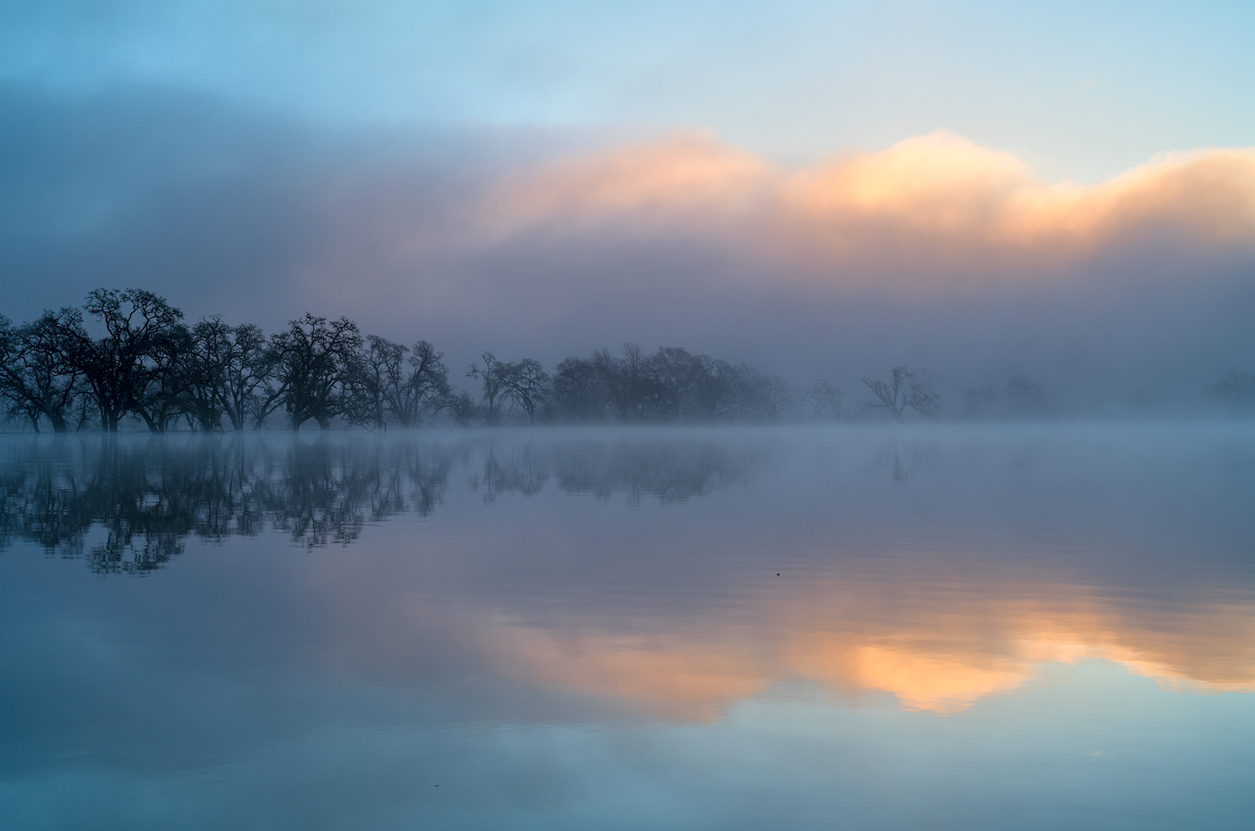 Disappearing Into Fog | Sonoma County, CA | Ryan Daffurn Photography